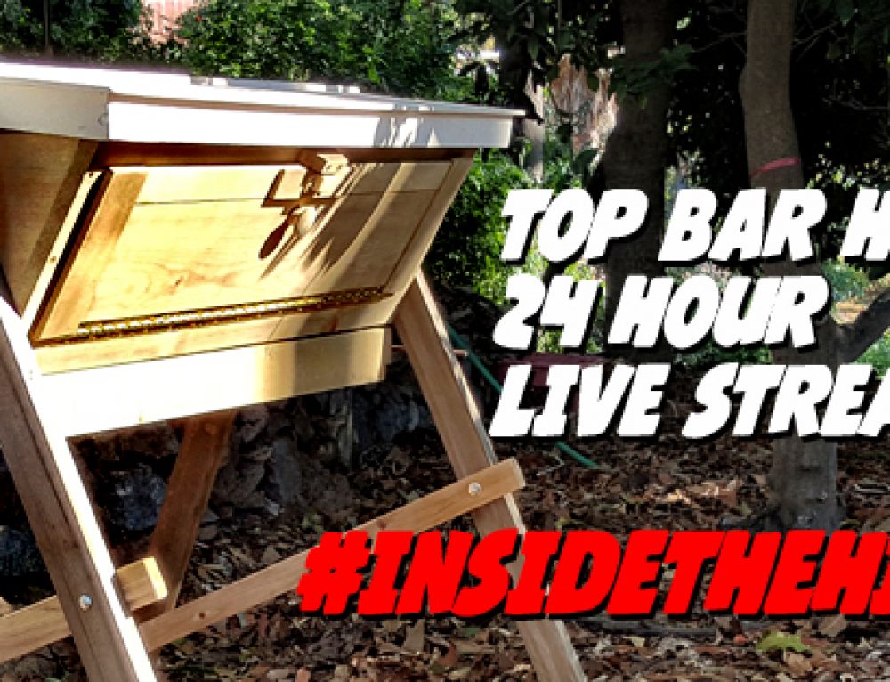 Top 5 coolest celebrity beekeepers | Bee Best Bee Removal